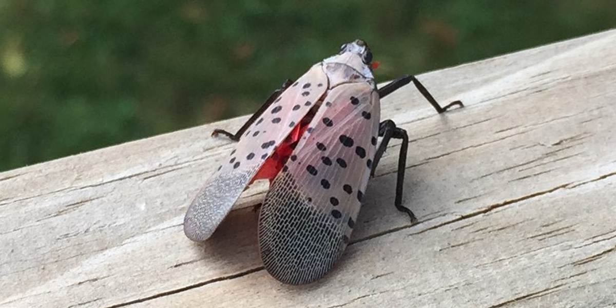 The Unfortunate Arrival of the Spotted Lanternfly in Cincinnati ...
