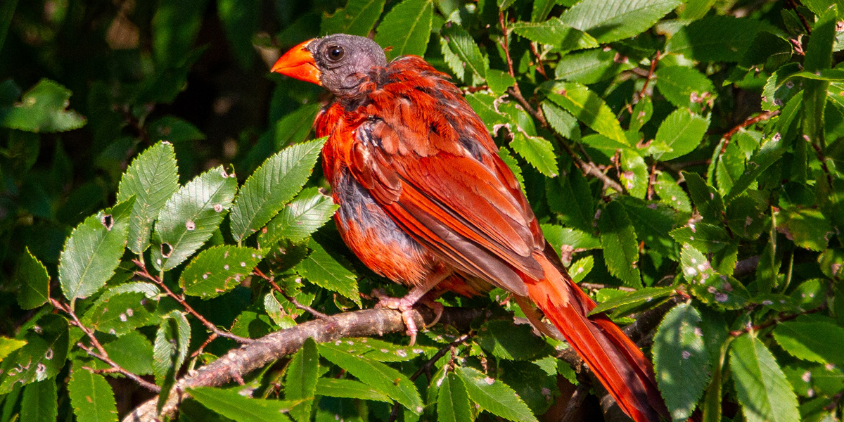 What's with the bald cardinals? - Cincinnati Parks